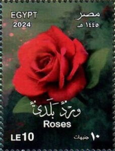 Stamp: Rose (Egypt(Flowers of Egypt (2024)) Col:EG 2024.03.00-01c 📮