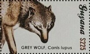 Stamp: Grey Wolf (Canis lupus) (Guyana(Evolution of Dogs) Mi:GY 8319,Sn ...