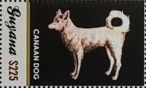 Stamp: Canaan Dog (Guyana(Evolution of Dogs) Mi:GY 8320,Sn:GY 4149b,Yt ...