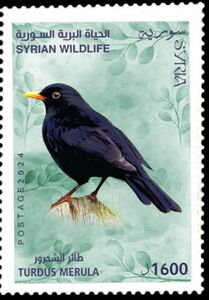 Stamp: Blackbird (Turdus merula) (Syria(Syrian Wildlife : Birds (2024 ...