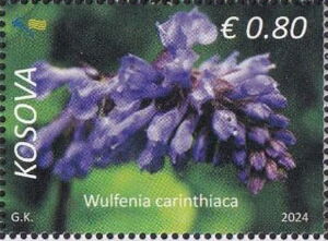 Stamp: Wulfenia carinthiaca (Kosovo(Endemic Flora of Kosovo (2024)) Mi ...