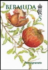 Stamp: Pomegranate (Bermuda(Fruits of Bermuda (2024)) Col:BM 2024.04.04-01