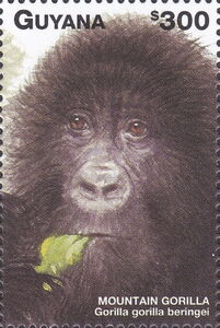 Stamp: Young Gorilla Eating Leaf (Guyana(Mountain Gorillas) Mi:GY 6299 ...