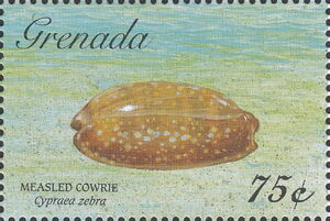 Stamp: Measled cowrie (Cypraea zebra) (Grenada(Seashells of Grenada) Mi ...