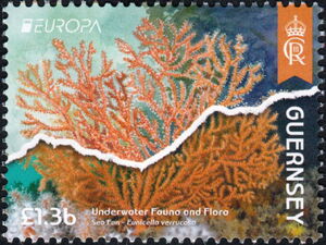 Stamp: Sea Fan (Eunicella verrucosa) (Guernsey(Underwater Fauna & Flora (2024)) Mi:GG 2008,Sn:GG ...