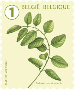 Stamp: Black Locust (Robinia pseudoacacia) (Belgium(Tree Leaves (2024 ...
