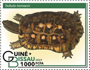 Stamp: Testudo hermanni (Guinea-Bissau(Turtles (2022)) Yt:GW 10030
