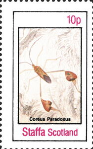 Stamp Coreus Paradoxus Scotland Staffa Cinderella Stamps Insects