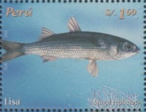 Sello: Flathead Grey Mullet (Mugil cephalus) (Perú(Saltwater Fish) Mi ...