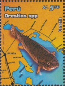Sello: High Andean Pupfish (Orestias sp.) (Perú(Fauna of Lake Titicaca ...