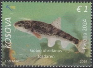 Stamp: Ohrid Gudgeon (Gobio ohridanus) (Kosovo(FIsh of Kosovo (2024 ...