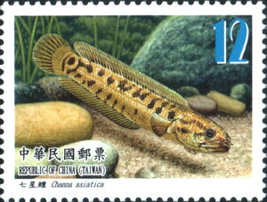 Stamp: Chinese Snakehead (Channa asiatica) (Taiwan (Republic of China ...