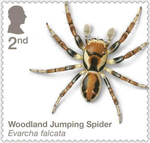 Stamp: Woodland Jumping Spider (Evarcha falcata) (United Kingdom of ...