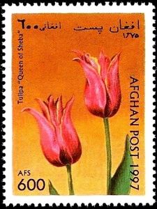 Stamp: Tulipa "Queen of Sheba" (Afghanistan(Tulips) Mi:AF 1722,Yt:AF 1528