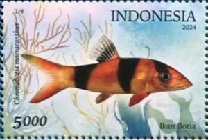 Stamp: Tiger Botia (Chromobotia macracanthus) (Indonesia(Endemic Fish ...