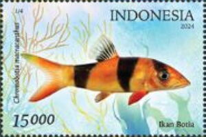 Stamp: Tiger Botia (Chromobotia macracanthus) (Indonesia(Endemic Fish ...