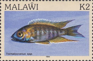 Stamp: Cichlid (Trematocranus spp.) (Malawi(Fish Definitives (1984)) Mi ...