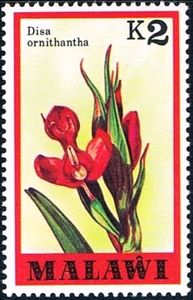 Stamp: Disa ornithantha (Malawi) (Orchids Definitives) Mi:MW 318,Sn:MW ...