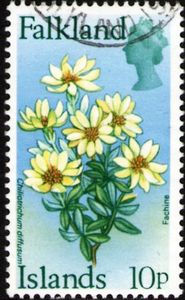 Stamp: Fachine (Chiliotrichum diffusum) (Falkland Islands(Flora-Decimal ...