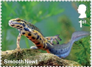 Stamp: Smooth Newt (United Kingdom of Great Britain & Northern Ireland ...