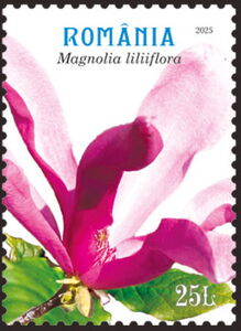 Stamp: Magnolia liliiflora (Romania(Magnolias) Col:RO 2025.03.06-04 📮