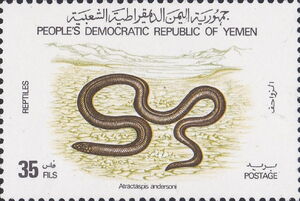 Selo: Arabian Small-Scaled Burrowing Asp (Atractaspis andersoni) (Iêmen ...