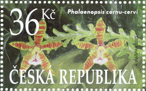 Stamp: Phalaenopsis cornu-cervi (Czech Republic(Mendel University ...