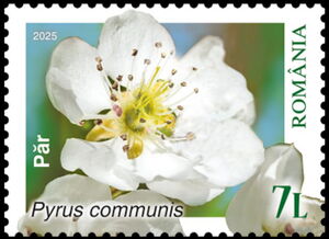 Stamp: Pear (Pyrus communis) (Romania(Flowers of Orchard Trees (2025)) Col:RO 2025.05.13-02 📮