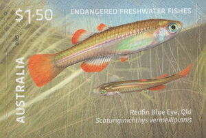 Stamp: Redfin Blue Eye (Scaturiginichthys vermeilipinnis) (Australia ...
