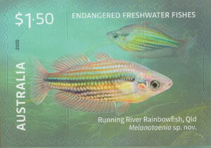 Stamp: Running River Rainbowfish (Melanotaenia sp. nov.) (Australia ...