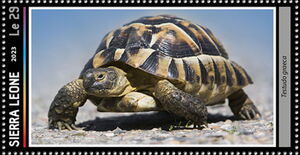 Stamp: Testudo graeca (Sierra Leone(Turtles (2023)) Yt:SL 12362 📮