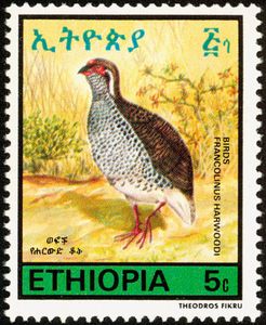 Stamp: Harwood's Francolin (Francolinus harwoodi) (Ethiopia) (Birds ...