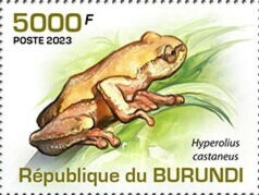 Timbre: Hyperolius castaneus (Burundi(Frogs of Burundi (2023)) Yt:BI 3032 📮