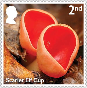 Stamp: Scarlet Elf Cup (Sarcoscypha austriaca) (United Kingdom of Great Britain & Northern ...