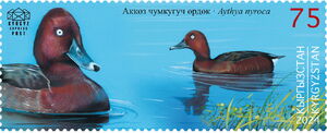 Stamp: Ferruginous Duck (Aythya nyroca) (Kyrgyzstan: Kyrgyz Express ...