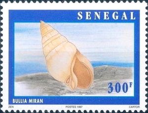Stamp: Moroccan Bullia (Bullia miran) (Senegal) (Shells) Mi:SN 1493,Sn ...