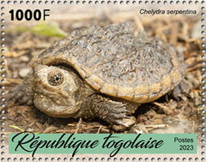 Stamp: Chelydra serpentina (Togo(Turtles (2023.2)) Yt:TG 11162 📮