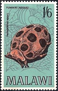 Stamp: Pumpkin Ladybird Beetle (Henosepilachna elaterii) (Malawi ...