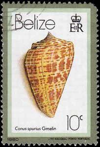 Stamp: West Indian Alphabet Cone (Conus spurius) (Belize(Shells ...