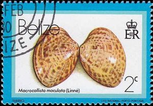 Stamp: Calico Clam (Macrocallista maculata) (Belize(Shells Definitives ...