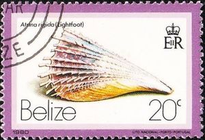 Stamp: Rigid Pen Shell (Atrina rigida) (Belize(Shells Definitives) Mi ...