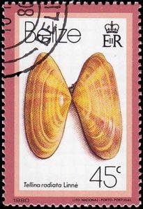 Stamp: Sunrise Tellin (Tellina radiata) (Belize(Shells Definitives) Mi ...