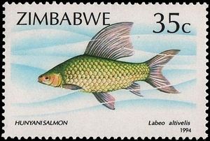 Stamp: Rednose Labeo (Labeo altivelis) (Zimbabwe(Fish (1994)) Mi:ZW 514 ...
