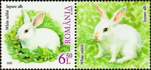 Stamp: White Rabbit (Oryctolagus cuniculus) (Romania(Rabbits) Rom:RO ...