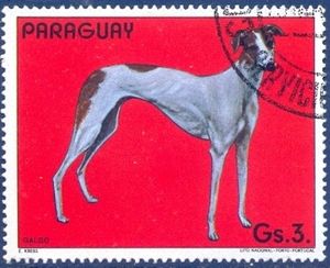Stamp: Greyhound (Canis lupus familiaris) (Paraguay(Dogs) Mi:PY 3713,Sn ...