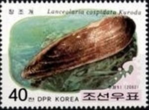 Stamp: Freshwater Mussel (Lanceolaria cuspidata) (Korea, North ...
