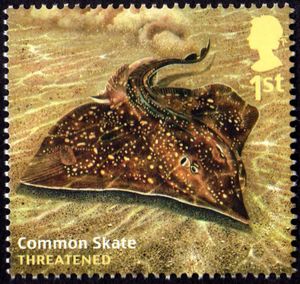 Stamp: Common Skate (Dipturus batis) (United Kingdom of Great Britain ...