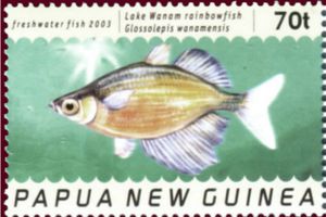 Timbre: Lake Wanam Rainbowfish (Glossolepis wanamensis) (Papouasie ...