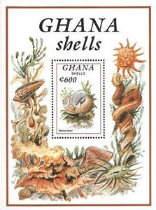 Stamp: Snail (Natica fanel) (Ghana(Shells) Mi:GH BL206,Sn:GH 1470A,Yt ...
