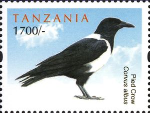 Sello: Pied Crow (Corvus albus) (Tanzania(Birds of Africa) Mi:TZ 4891 ...